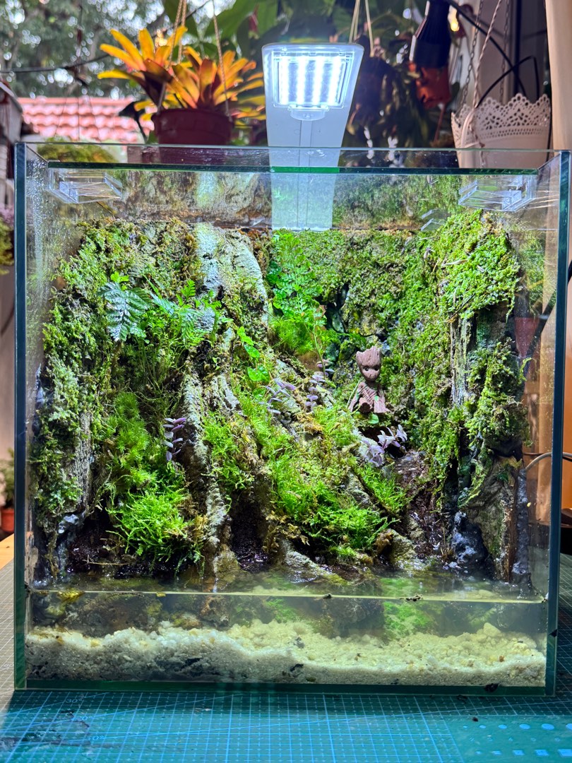 Enchanted Forest | 30cm cube | Paludarium | Terrarium | Moss | Vampire ...