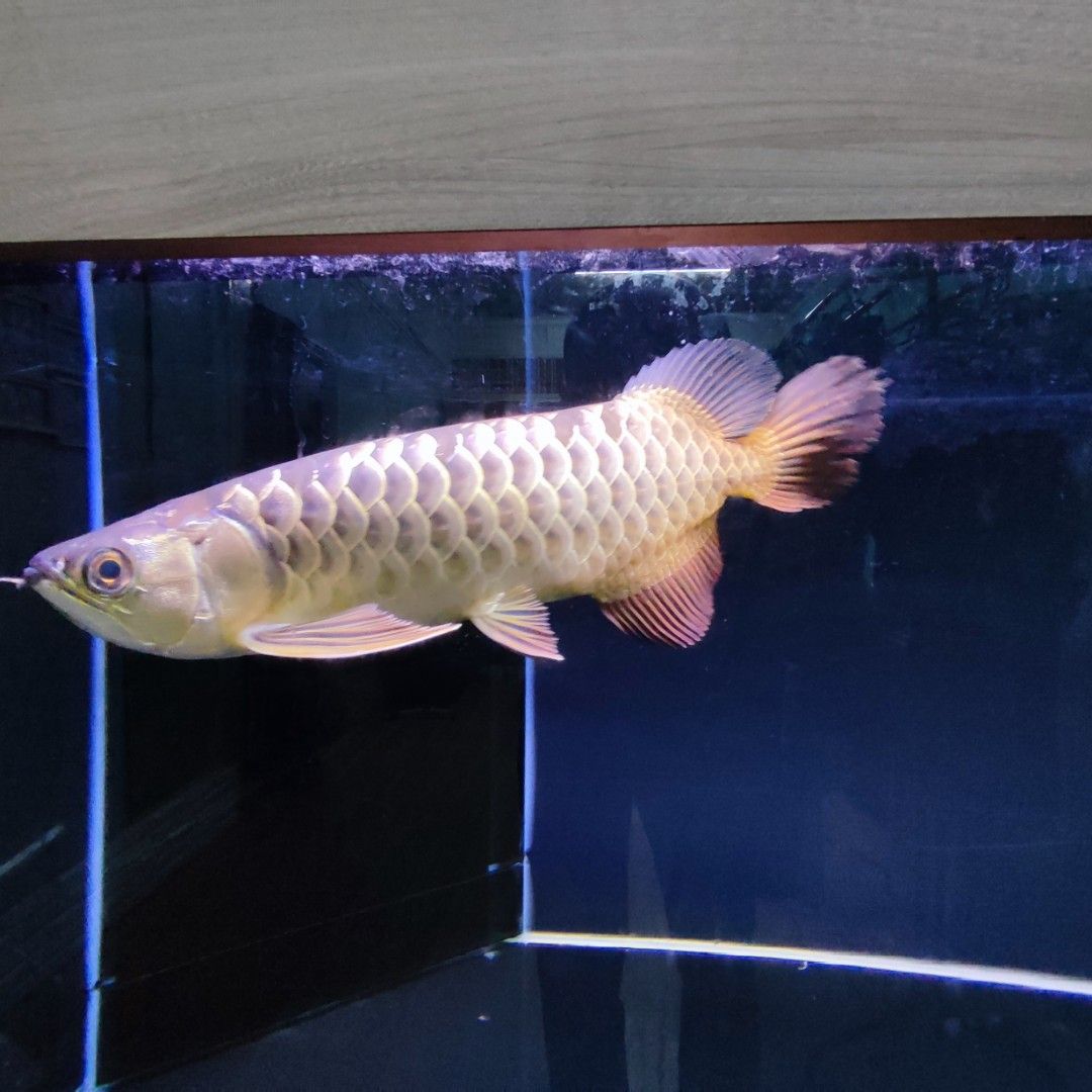 Full set tank dan ikan, Pet Supplies, Homes & Other Pet Accessories on ...
