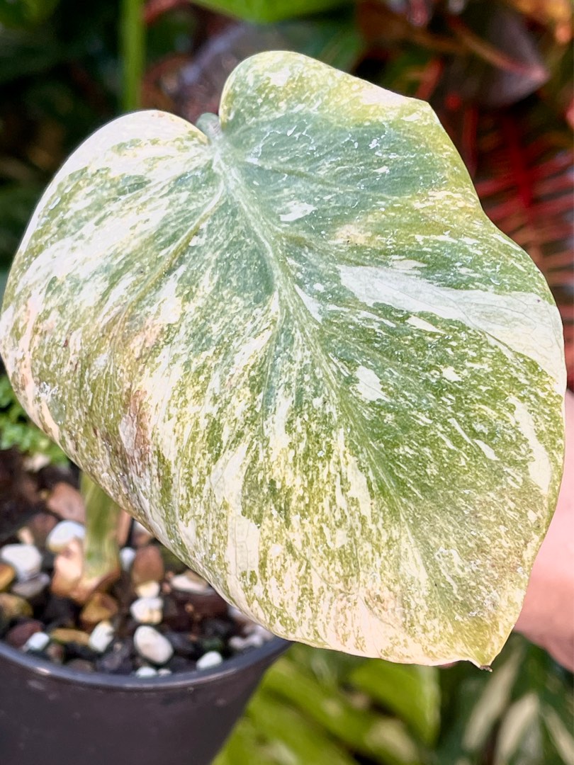 Monstera Legacy (Thai Constellation), Furniture & Home Living ...