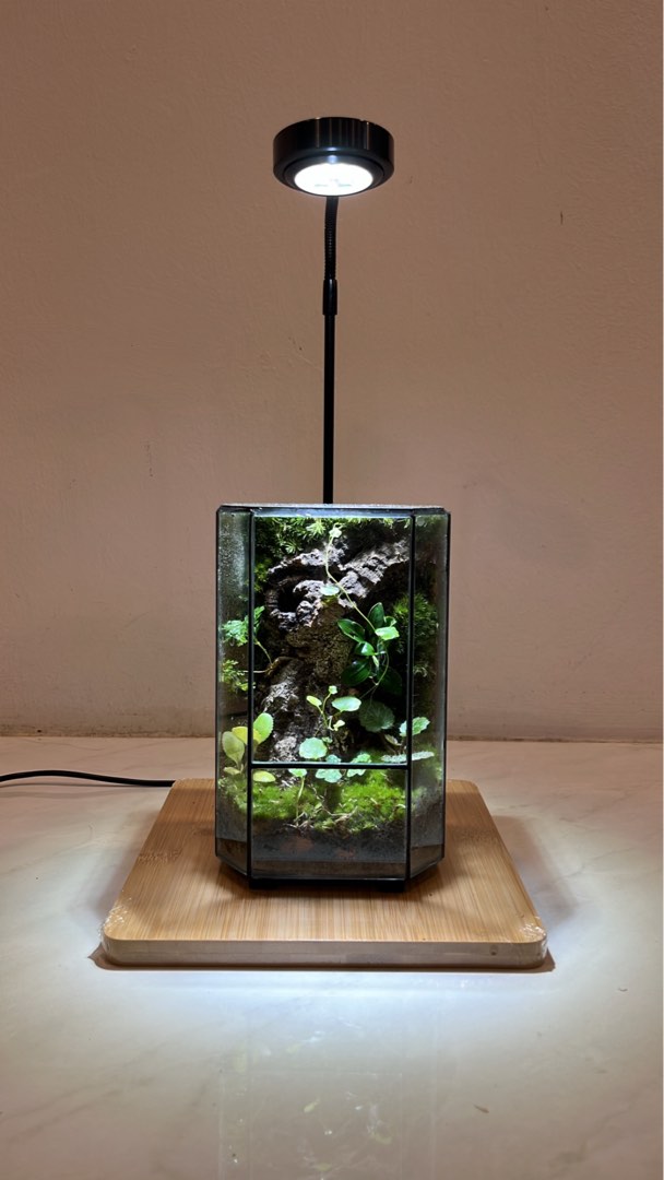Tree Trunk Terrarium With Light Stand, Furniture & Home Living ...