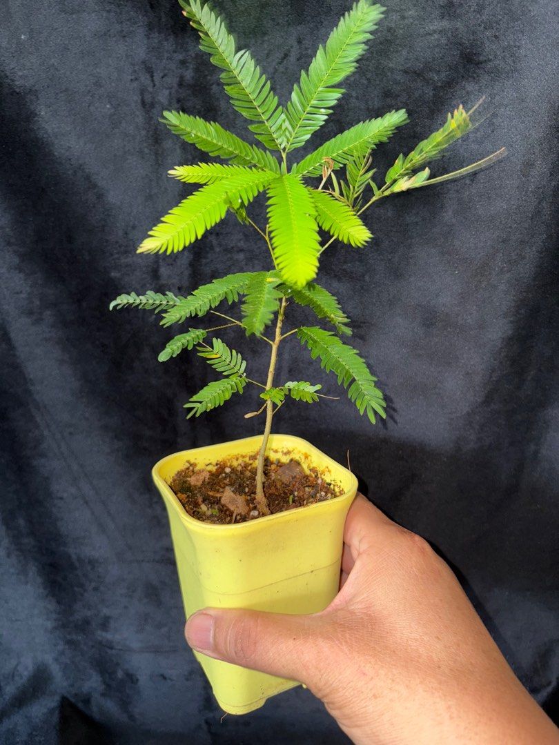 4 Pots Pithecellobium Confertum (Japanese everfresh tree) Available ...