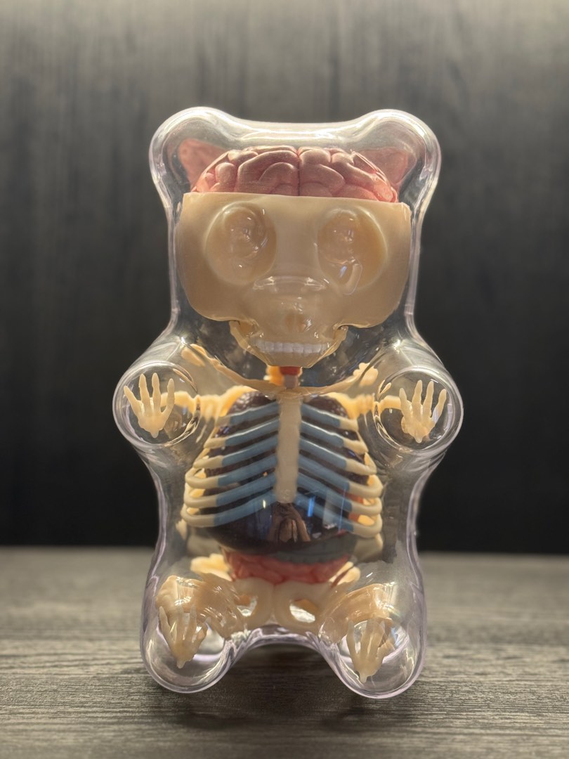 4D Master Gummi Bear Skeleton Anatomy Model Kit, Clear, Hobbies & Toys ...