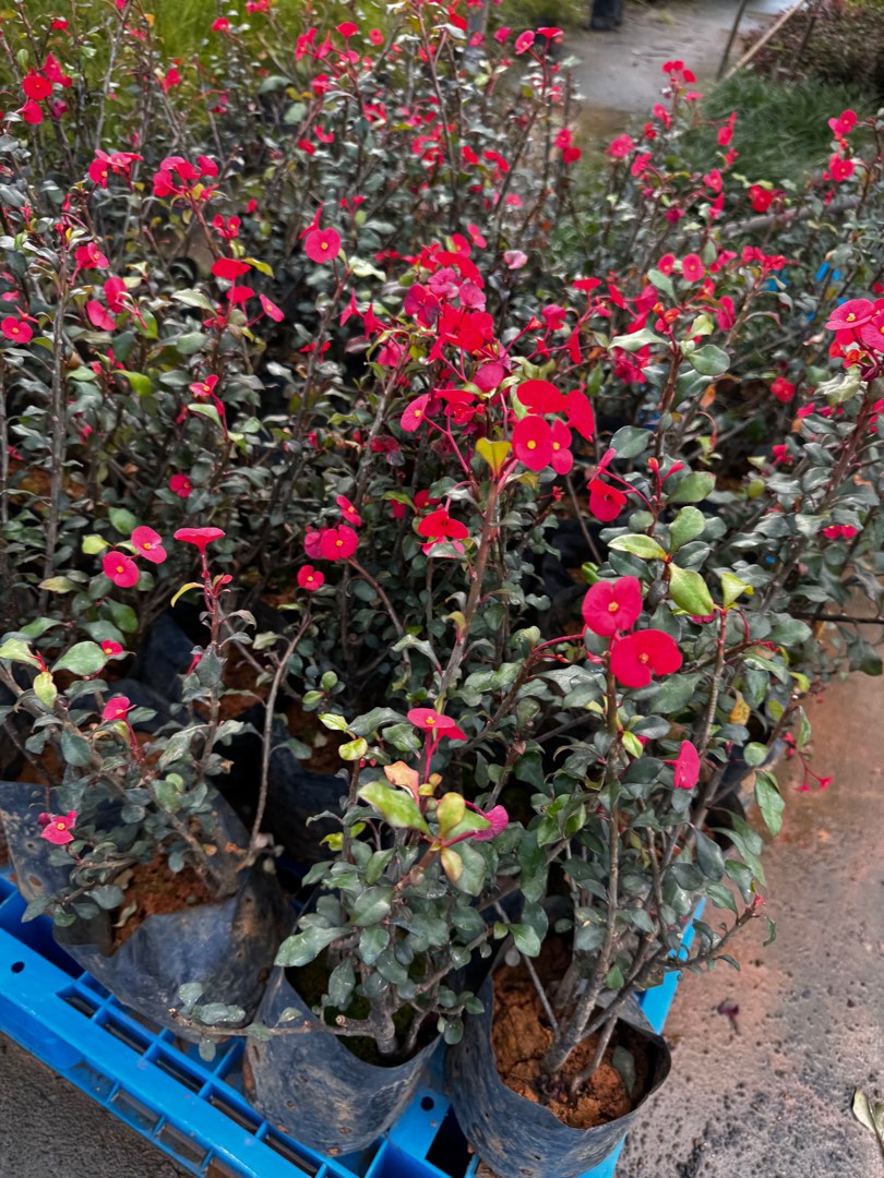 Euphoria red flower 5 bag flower come with flower premium plant free ...