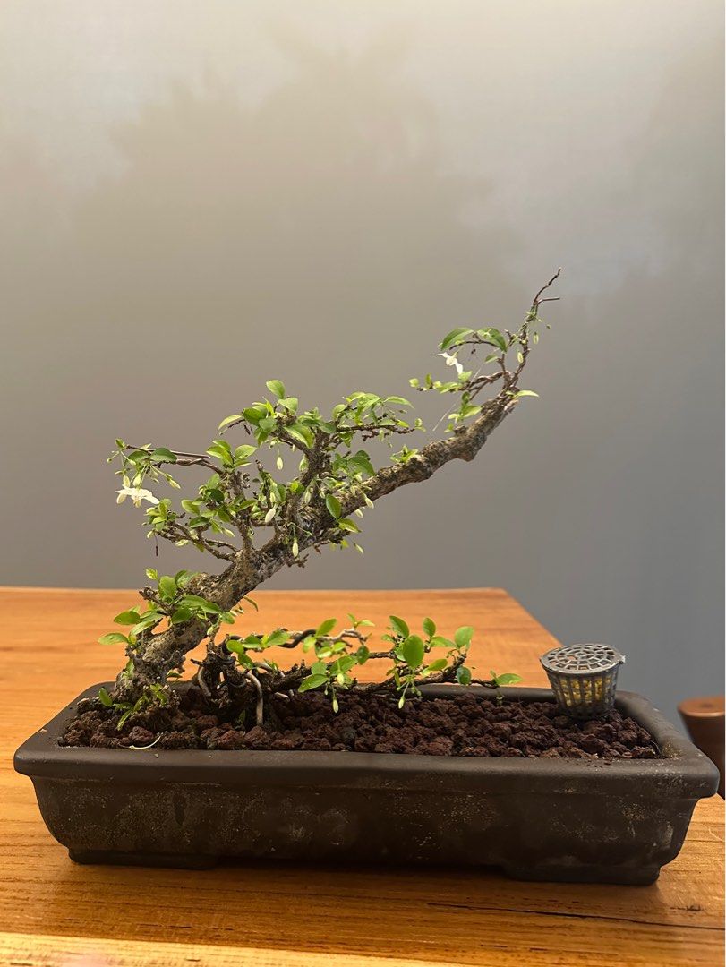 On sale Old Shui mei shuimei bonsai Wrightia Religiosa with small ...