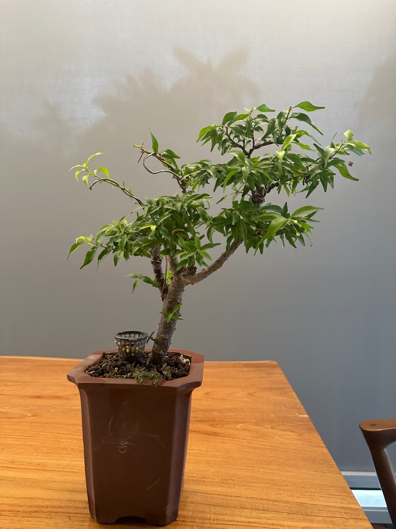 On sale Old Shui mei shuimei bonsai Wrightia Religiosa with small ...