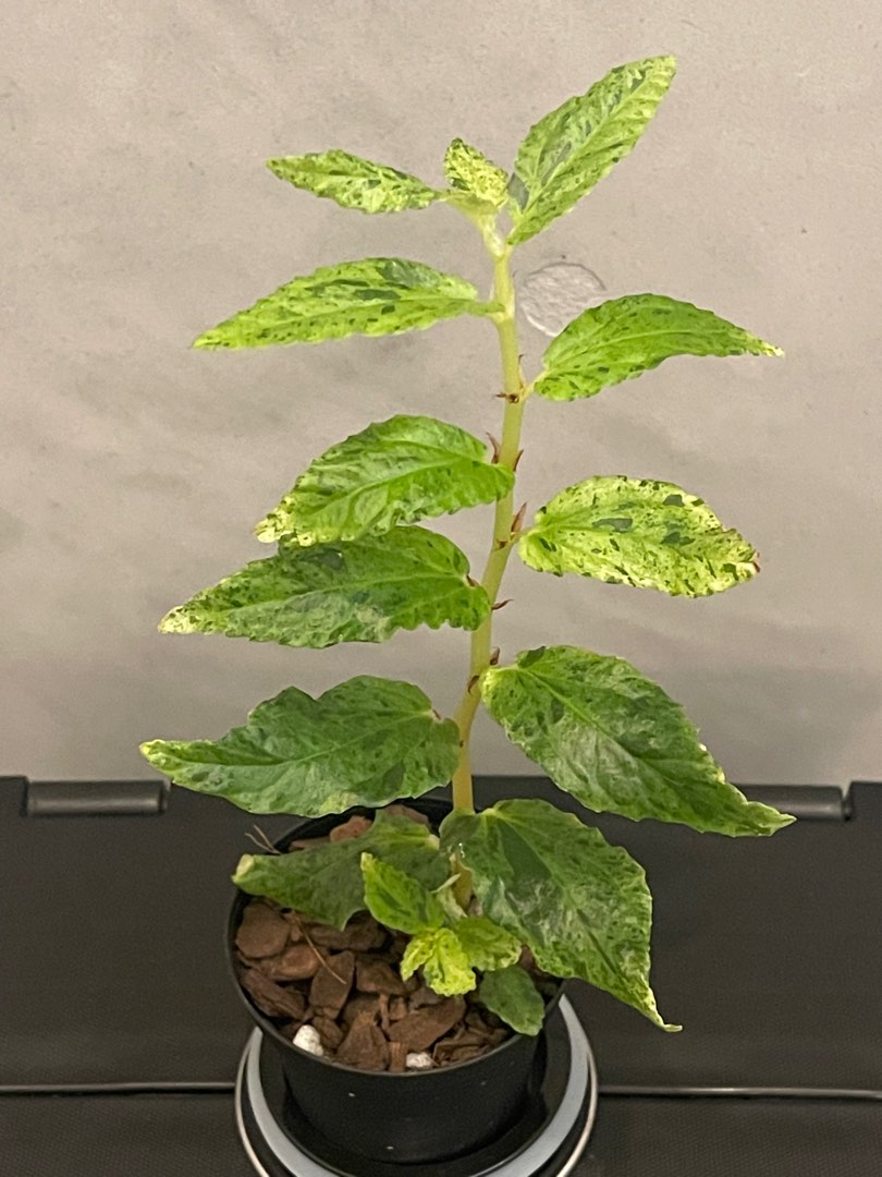 Pellonia Repens Variegated, Furniture & Home Living, Gardening, Plants ...