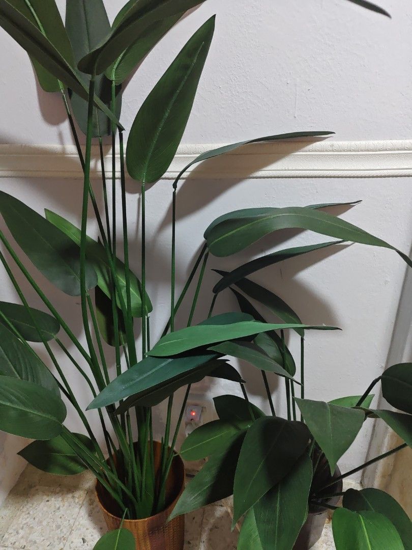 Premium skybird / yuka tree, Furniture & Home Living, Home Decor ...