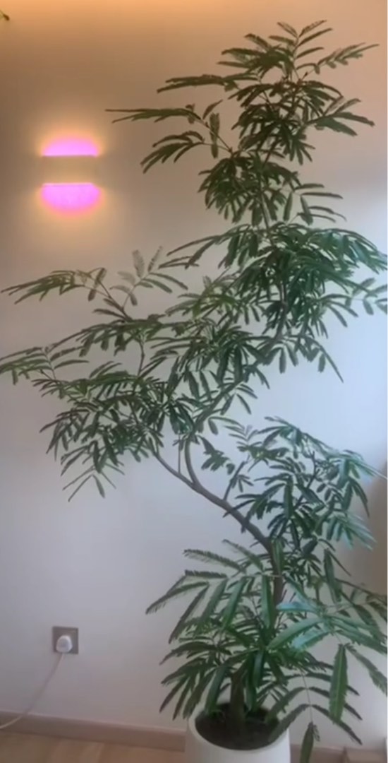 Beautiful Japanese Super Bending Everfresh Tree!, Furniture & Home ...