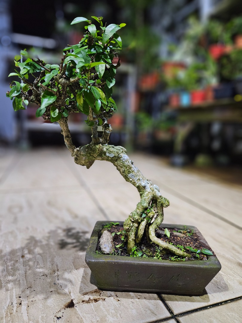 Bonsai water jasmine shui mei (Wrightia Religiosa) 盆栽 - 水梅, Furniture ...
