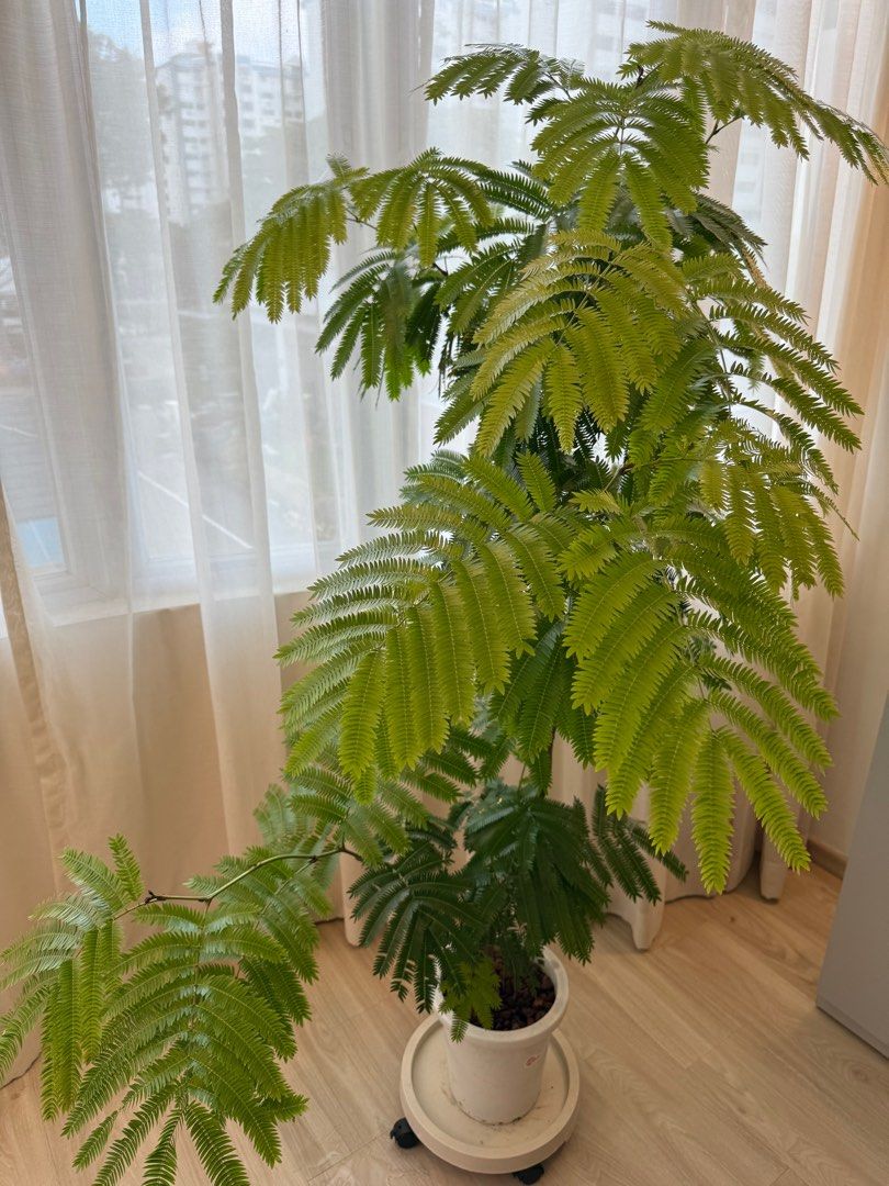 [THE EDEN] Beautiful Japanese Super Bending Everfresh Tree Bonsai (1.7m ...