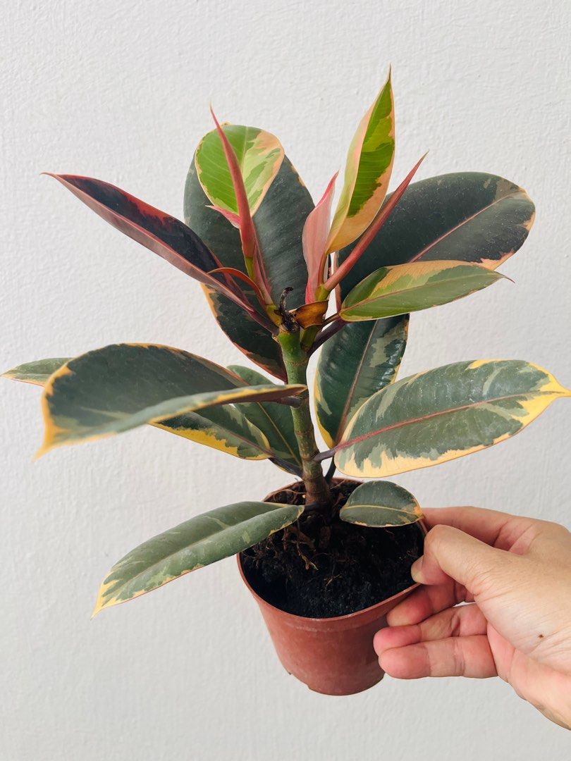 Ficus Ruby and Ficus variegated - Popular Tropical Ornamental Plants ...