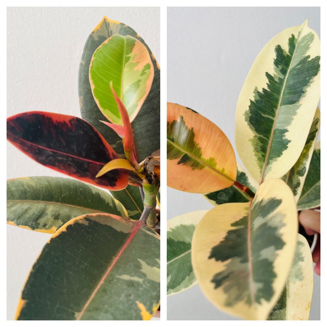 Ficus Ruby and Ficus variegated - Popular Tropical Ornamental Plants ...