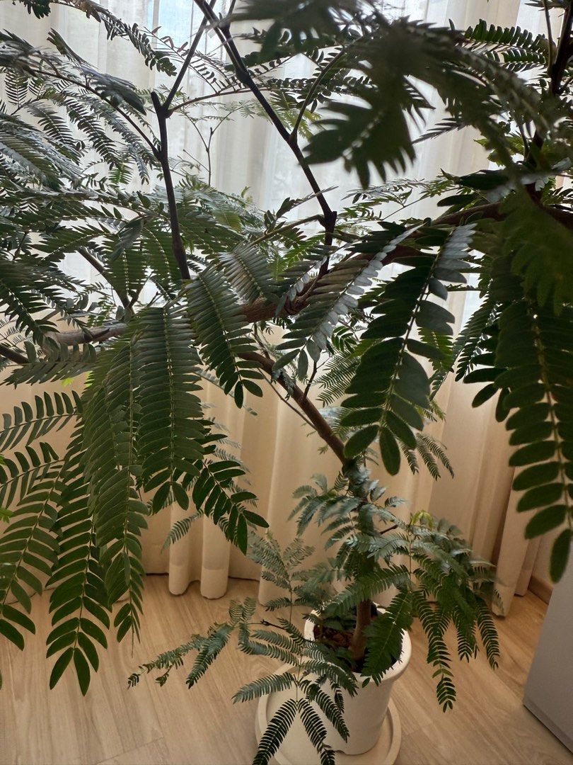 [THE CANOPY] Beautiful Japanese Super Bending Everfresh Tree Bonsai (1 ...