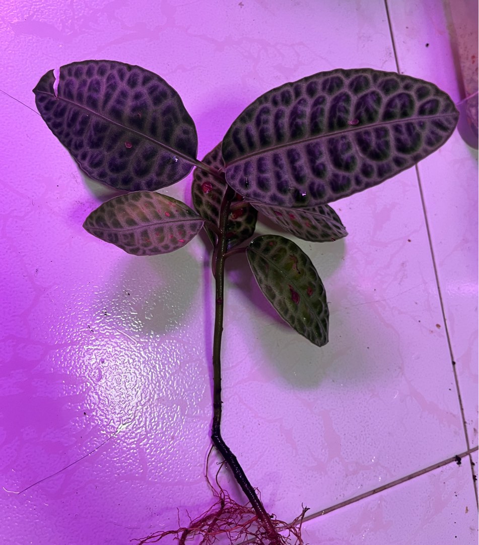 Labisia turtleback, Furniture & Home Living, Gardening, Plants & Seeds ...