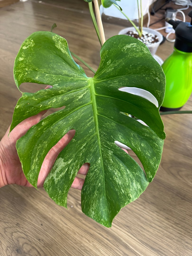 Monstera ocean mint, Furniture & Home Living, Gardening, Plants & Seeds ...