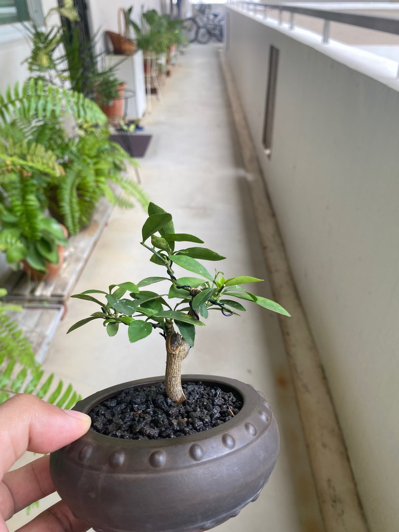 Chinese Kinzu Orange Bonsai, Furniture & Home Living, Gardening, Plants ...