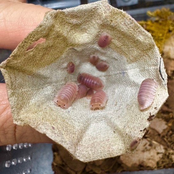 Cubaris Sakura Isopod, Pet Supplies, Pet Food on Carousell