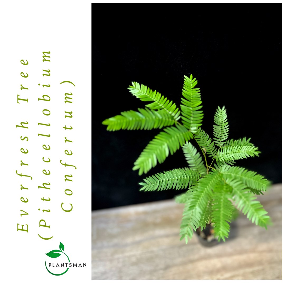 Everfresh Tree (Pithecellobium Confertum), Furniture & Home Living ...