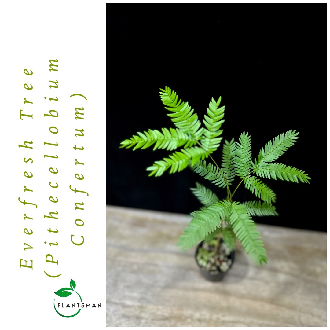 Everfresh Tree (Pithecellobium Confertum), Furniture & Home Living ...