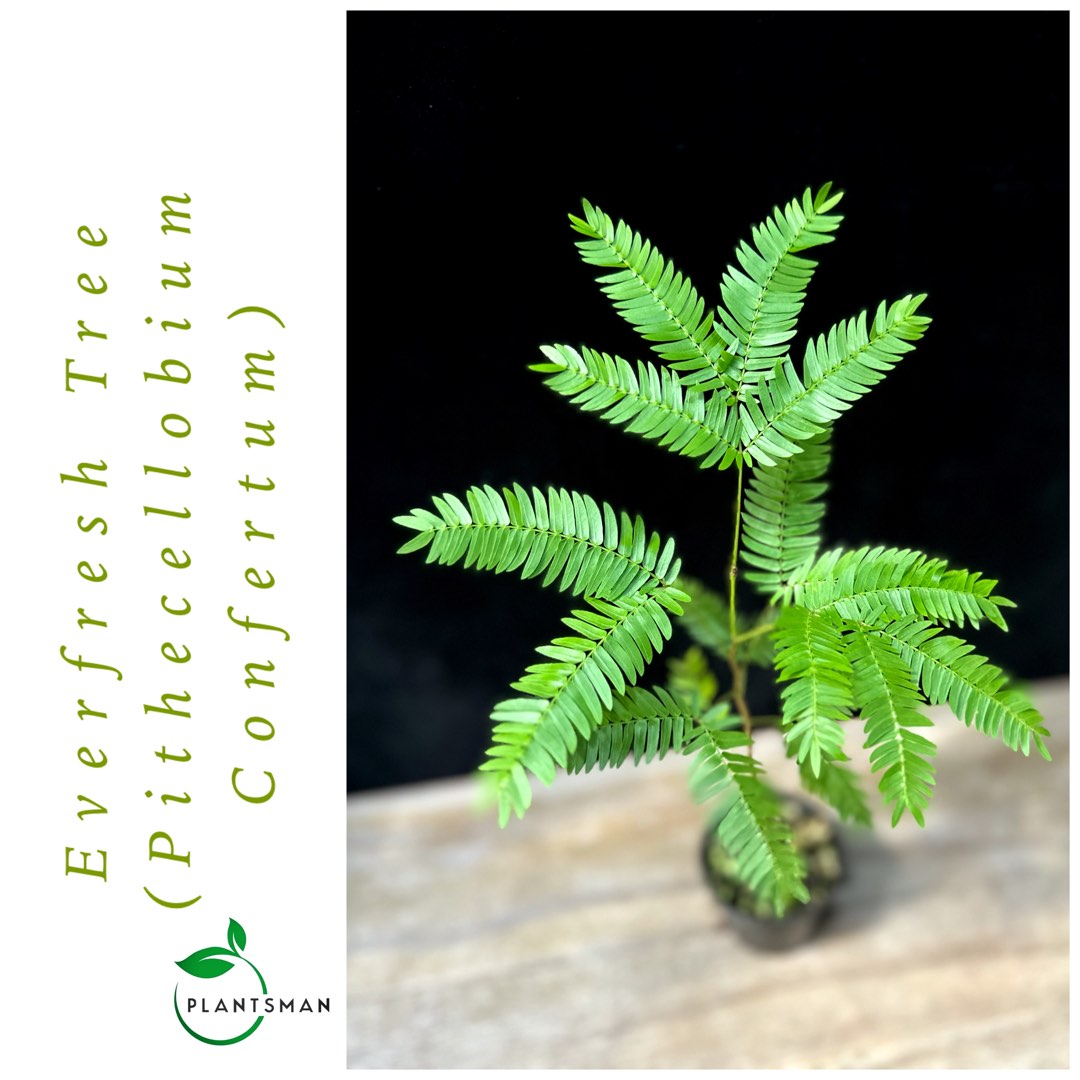 Everfresh Tree (Pithecellobium Confertum), Furniture & Home Living ...