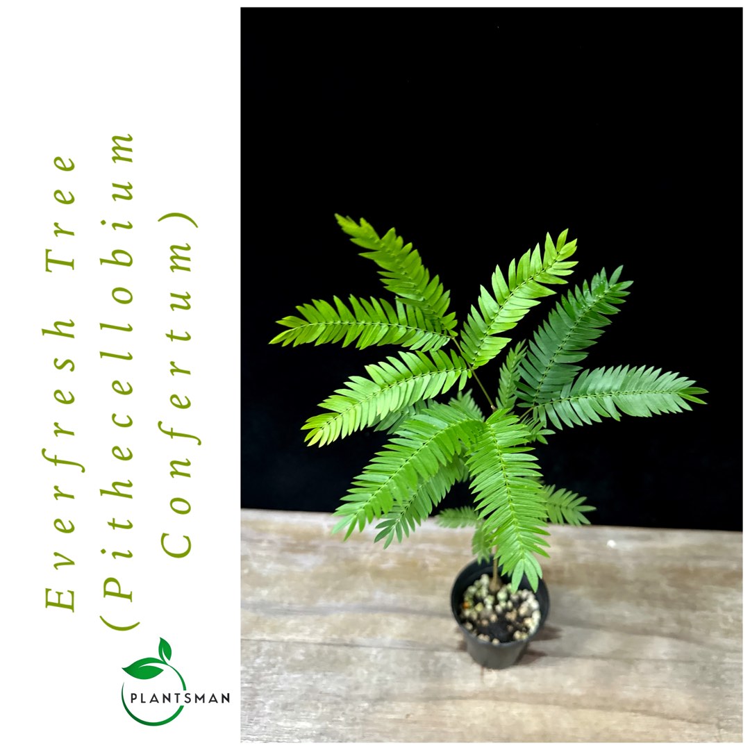 Everfresh Tree (Pithecellobium Confertum), Furniture & Home Living ...