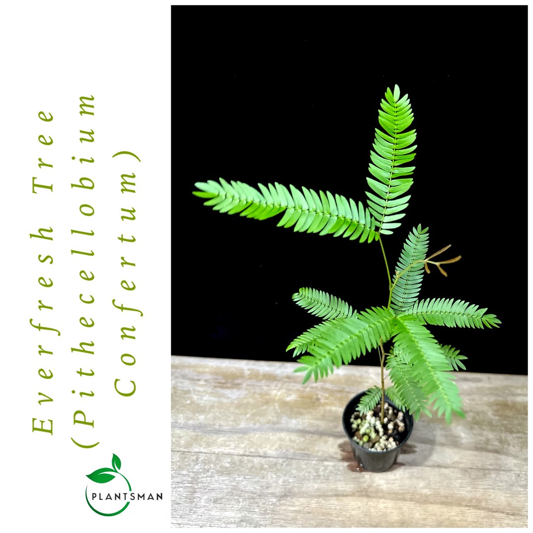 Everfresh Tree (Pithecellobium Confertum), Furniture & Home Living ...