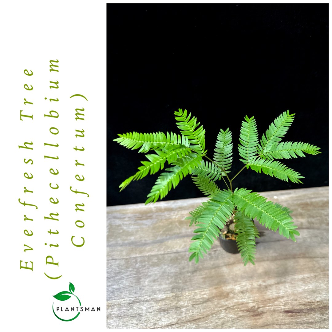 Everfresh Tree (Pithecellobium Confertum), Furniture & Home Living ...