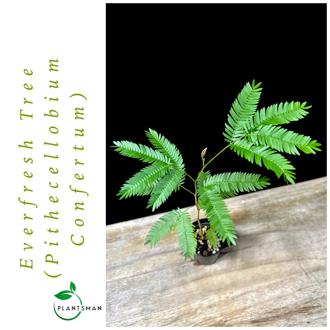 Everfresh Tree (Pithecellobium Confertum), Furniture & Home Living ...