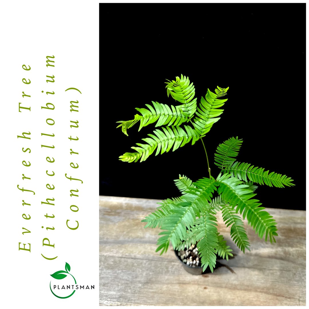 Everfresh Tree (Pithecellobium Confertum), Furniture & Home Living ...