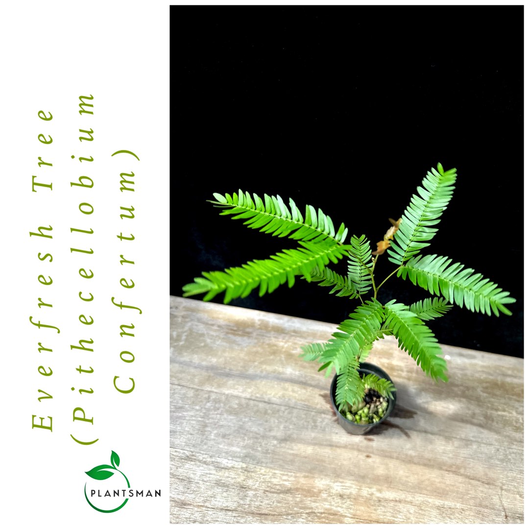 Everfresh Tree (Pithecellobium Confertum), Furniture & Home Living ...