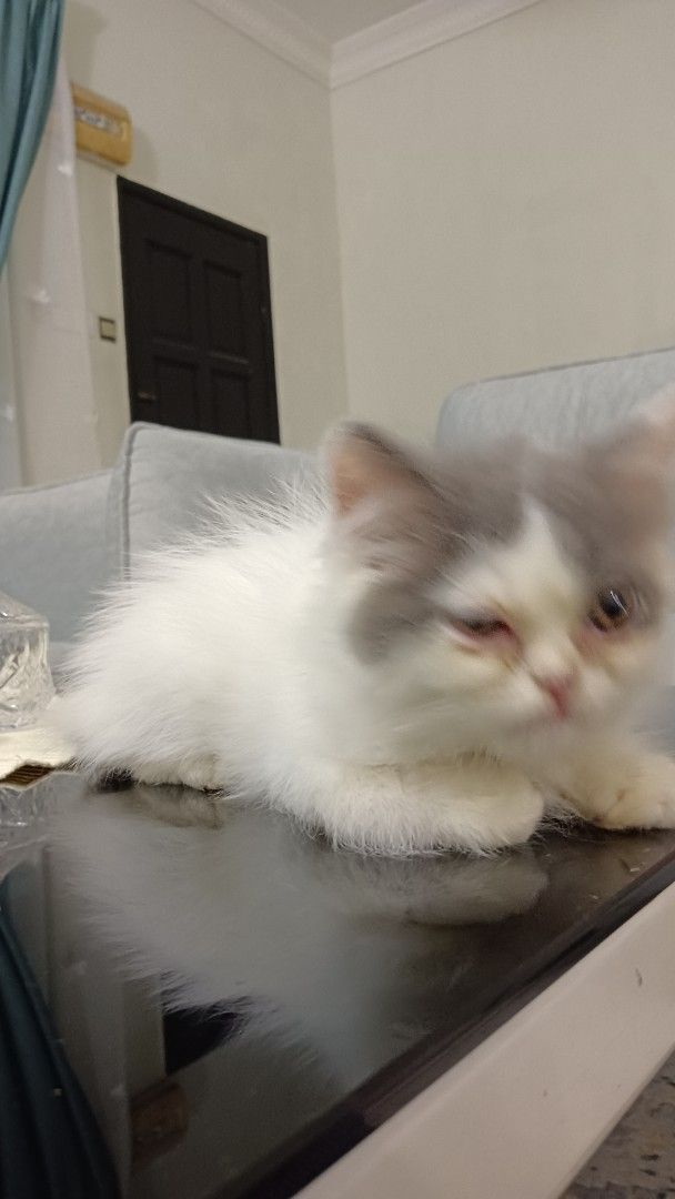 Kucing Persian Flat Face, Pet Supplies, Homes & Other Pet Accessories ...