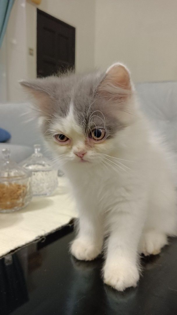 Kucing Persian Flat Face, Pet Supplies, Homes & Other Pet Accessories ...
