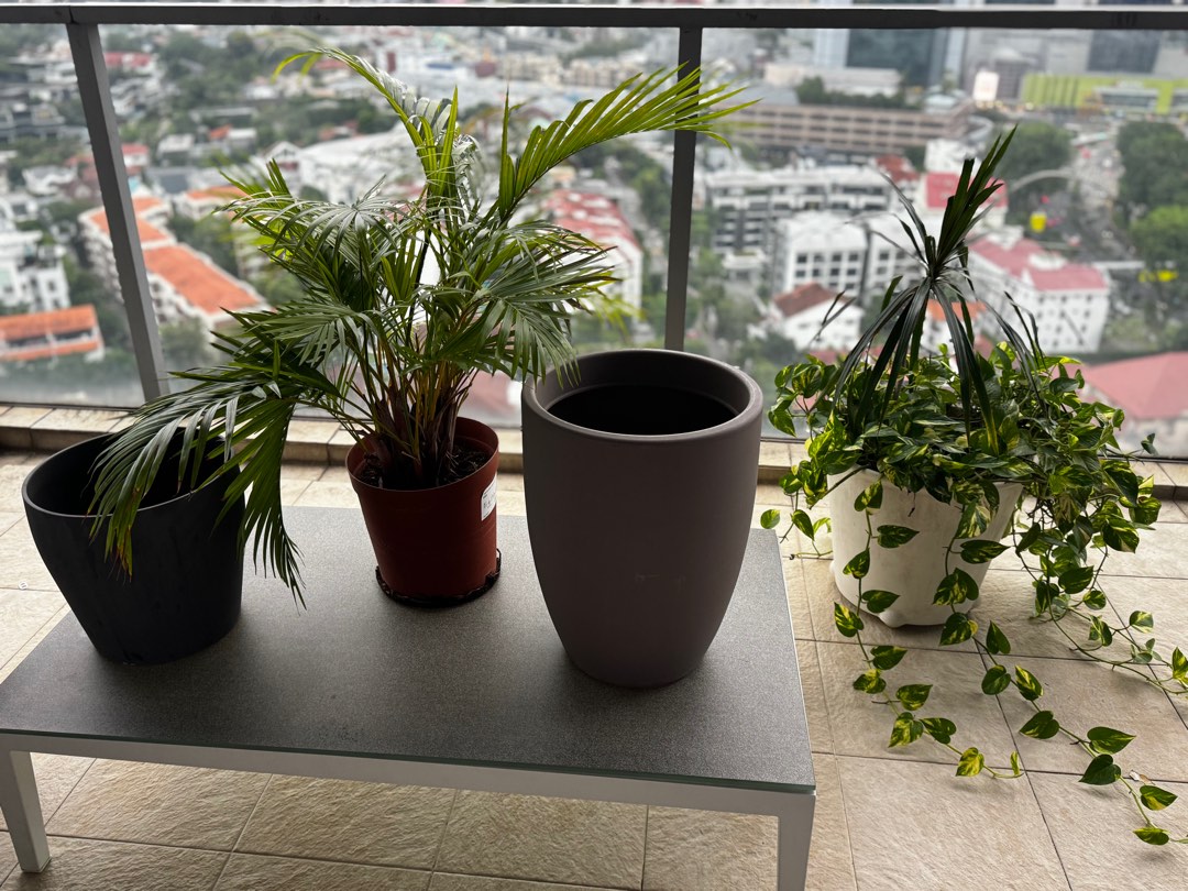 Plant pots, Furniture & Home Living, Gardening, Pots & Planters on ...