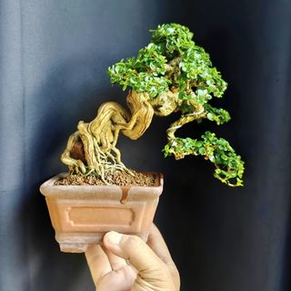 Jia Bonsai 家盆栽’s Profile Page on Carousell | All of Jia Bonsai 家盆栽’s ...