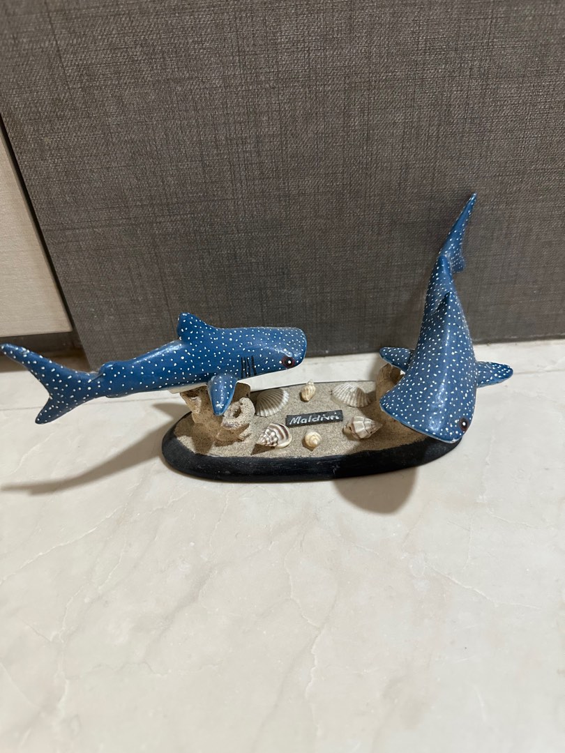 Shark/seashell display from Maldives, Hobbies & Toys, Toys & Games on ...