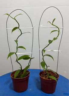 Vanilla bean For Sale | Plants & Seeds | Carousell Singapore