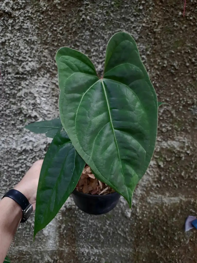 Anthurium Noid Dark Form, Furniture & Home Living, Gardening, Plants ...