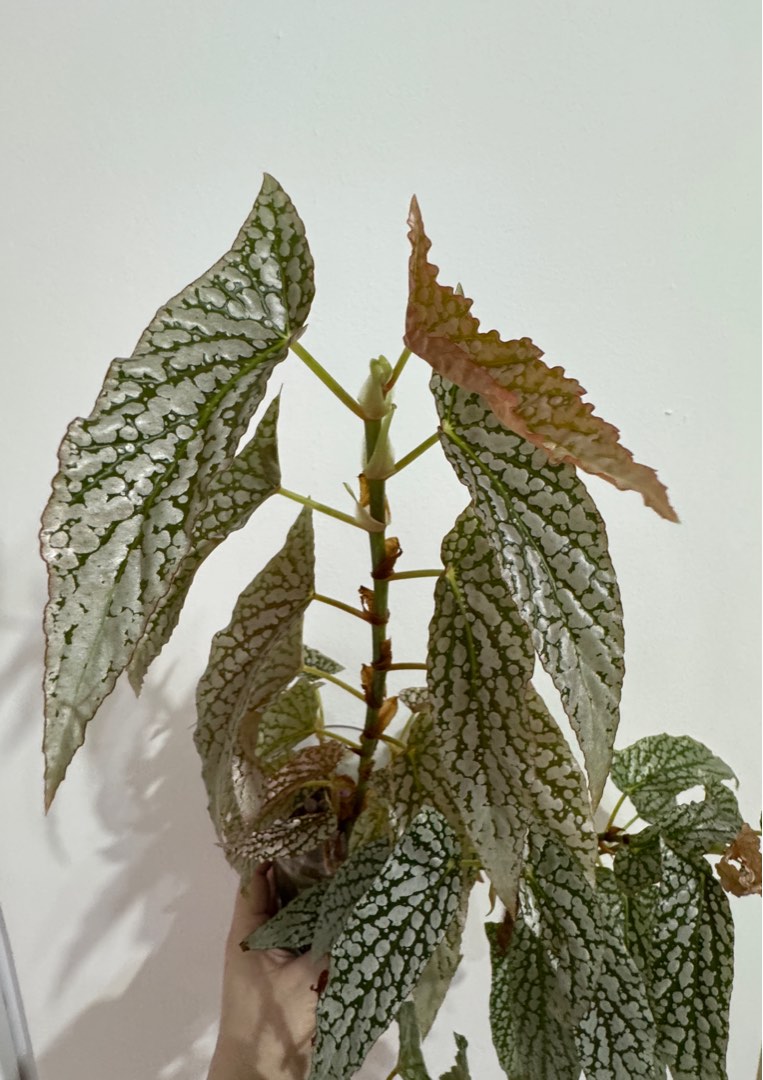 Begonia White Ice, Furniture & Home Living, Gardening, Plants & Seeds ...