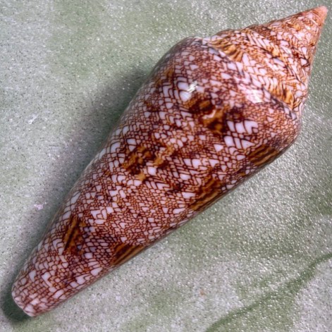 Glory of the sea Conus gloriamaris come snail seashell sea shell ...