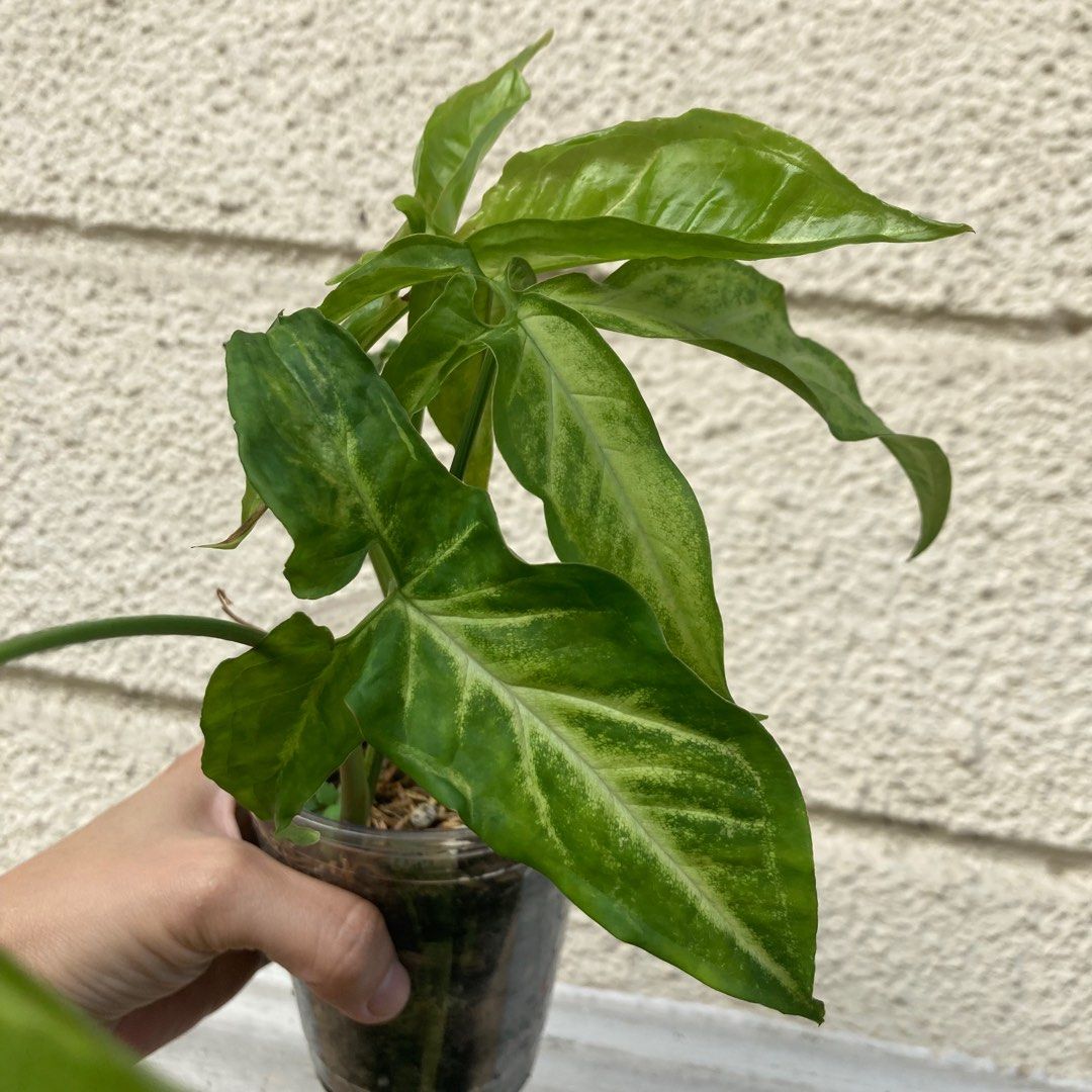 Syngonium Angustatum Matured Form propagation well rooted stable nice ...