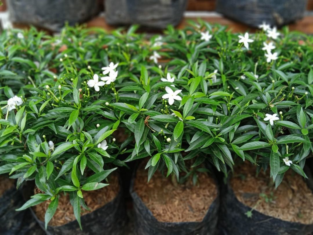 Bibit Tanaman Hias Rombusa - Rajin Berbunga - Siap Mempercantik Taman ...