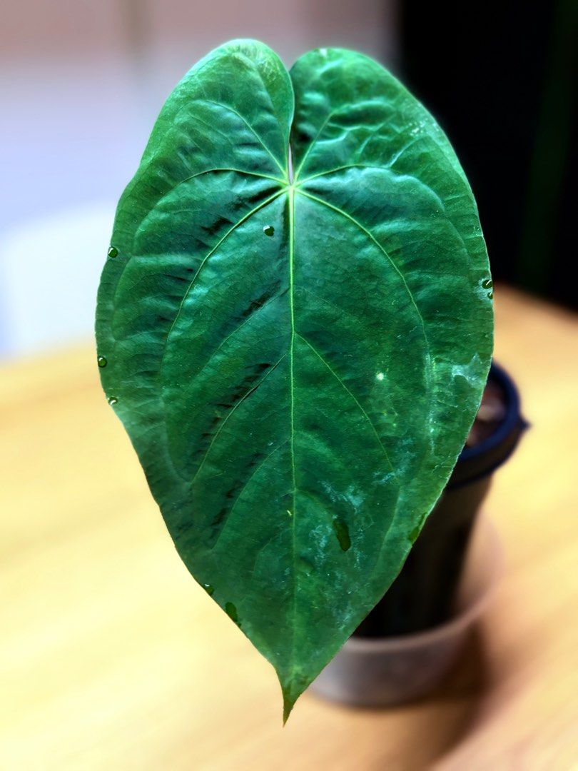 Anthurium Papi Guna Yala, Furniture & Home Living, Gardening, Plants ...