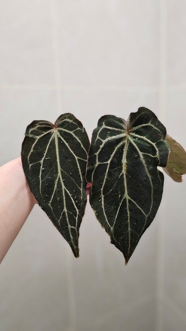 Anthurium Papil Exceed hybrid EPP, Furniture & Home Living, Gardening ...