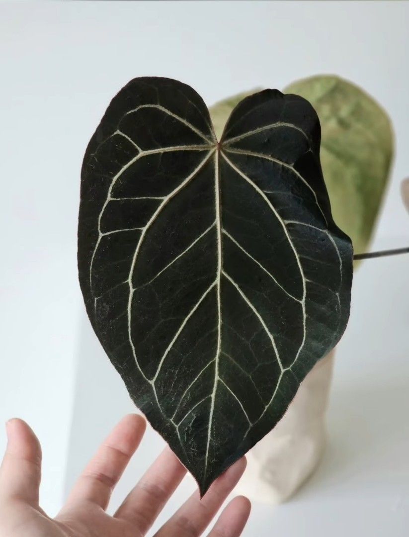 Anthurium Papil Exceed hybrid EPP, Furniture & Home Living, Gardening ...