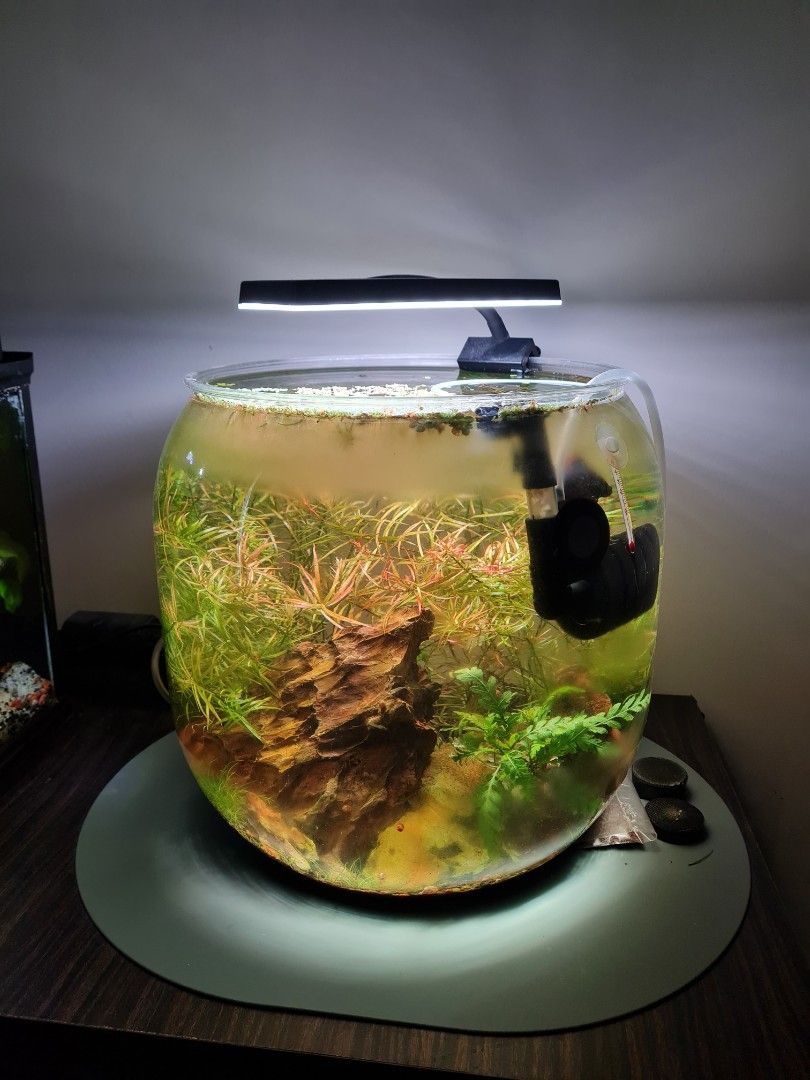 Aquascape 5 Gallon Full Set + BETTA + SHRIMPS!, Everything Else, Others ...