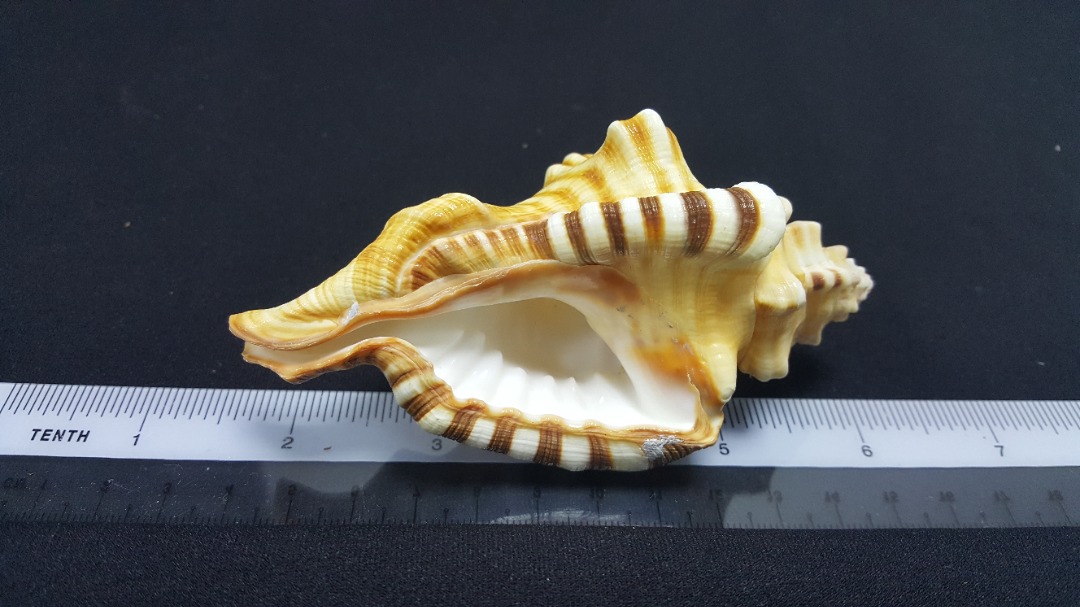 Conch (shell-1 ), Hobbies & Toys, Memorabilia & Collectibles, Vintage ...