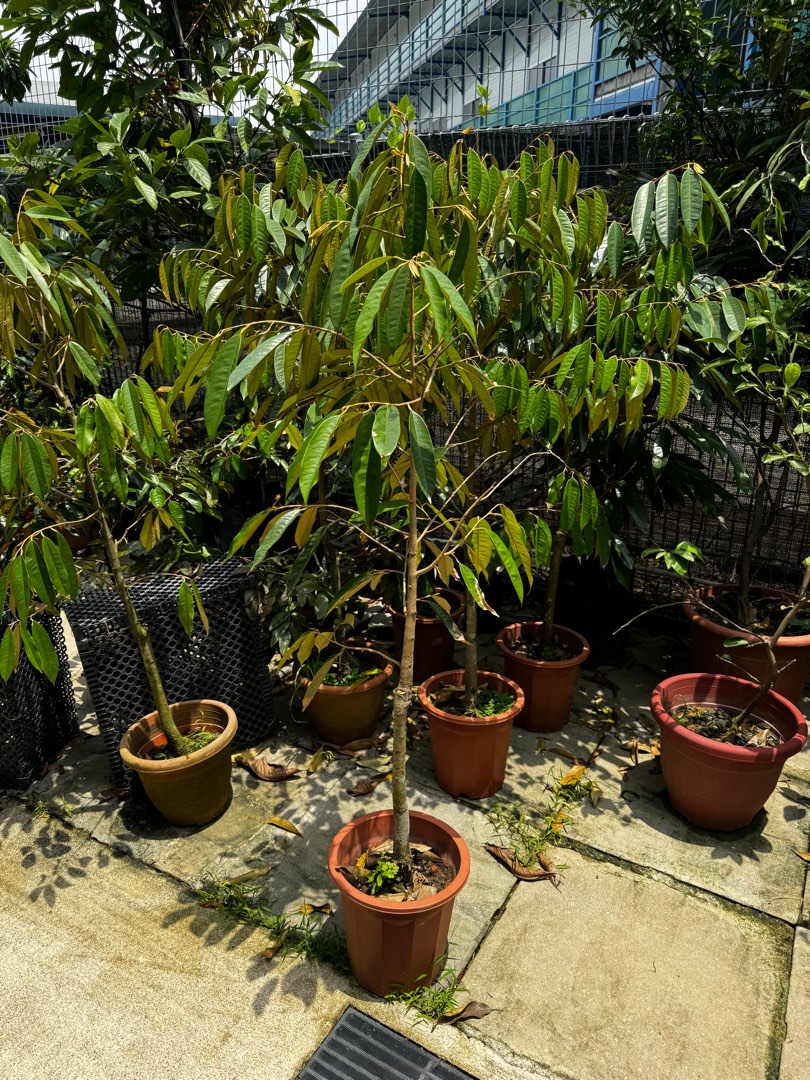Durian musang king fruit tree 1.2meter height premium plant free ...