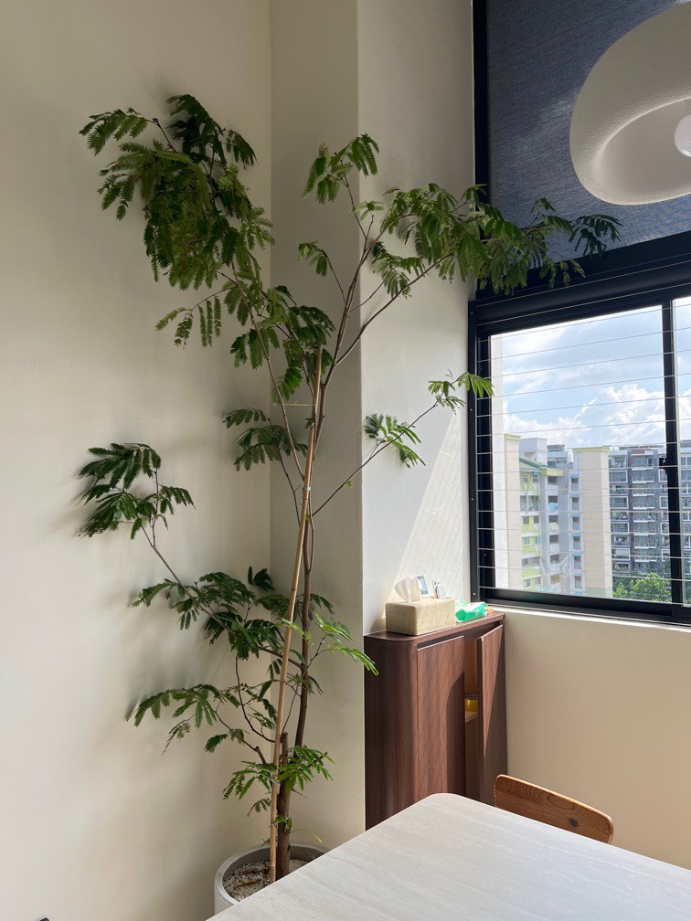 Everfresh Tree 2.7m with Pot and Moveable Tray, Furniture & Home Living ...