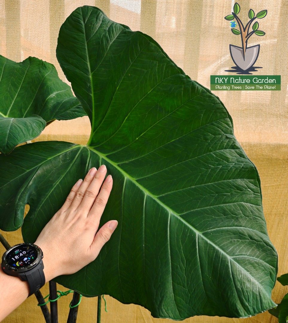 🐘Giant Black Elephant's Ears #Blue Taro #Xanthosoma Violaceum #Telinga ...