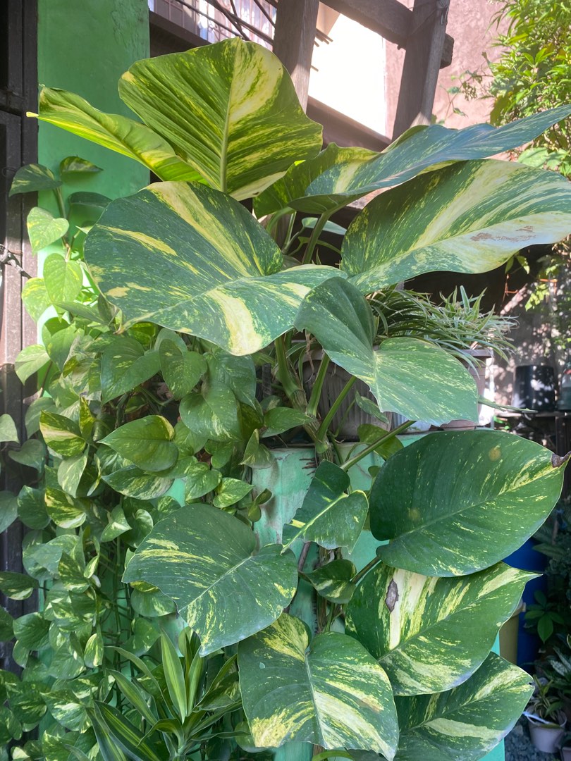 Giant Big Leaf Marble Queen Photos, Furniture & Home Living, Gardening ...